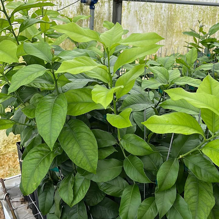 Femminello Santa Teresa Lemon Trees for Sale - MadisonCitrusNursery.com ...