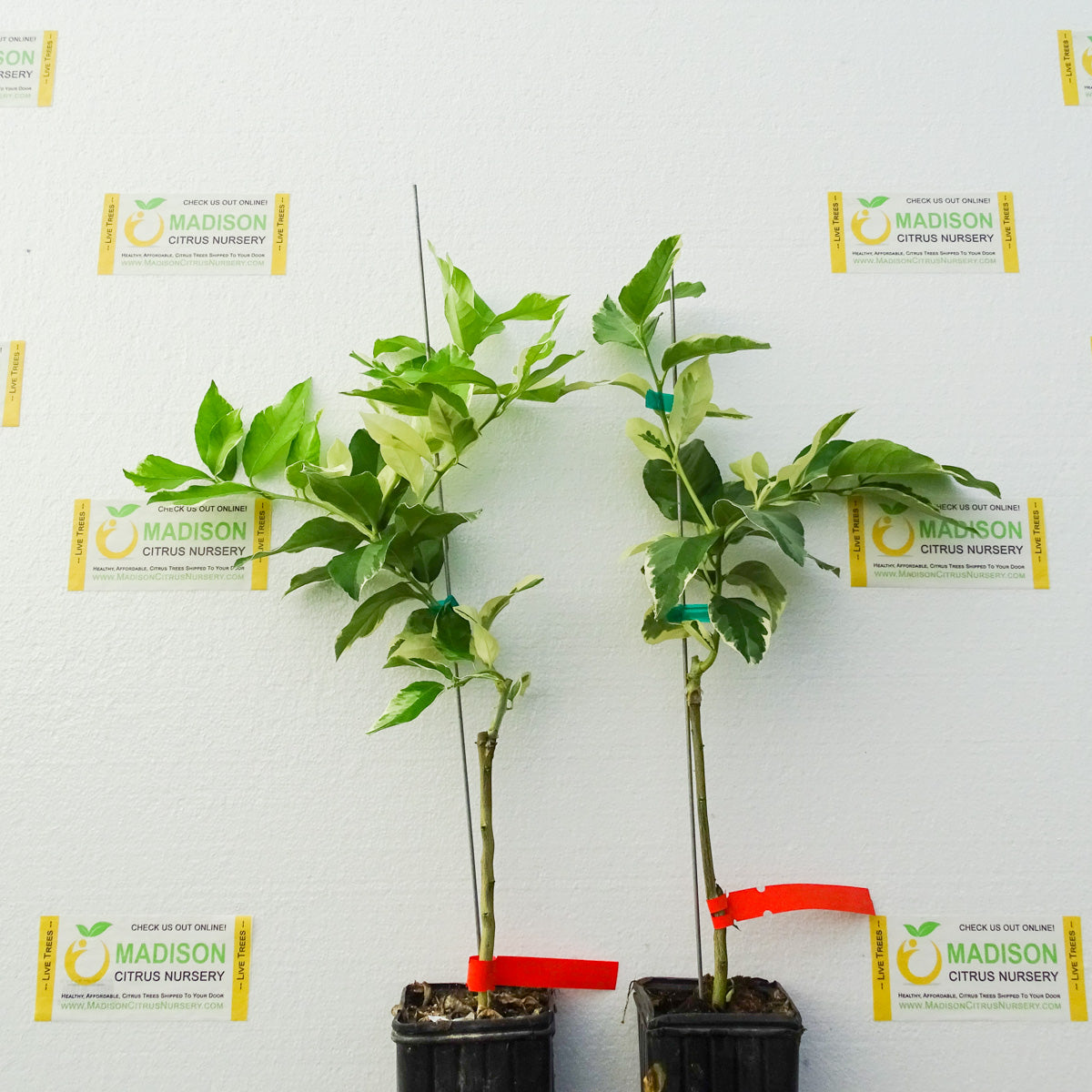 Pink Lemonade Dwarf Tree Pink Variegated Eureka Lemon Trees For Sale